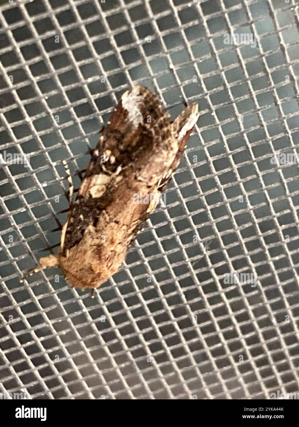 Fall Armyworm Moth (Spodoptera frugiperda Stock Photo - Alamy