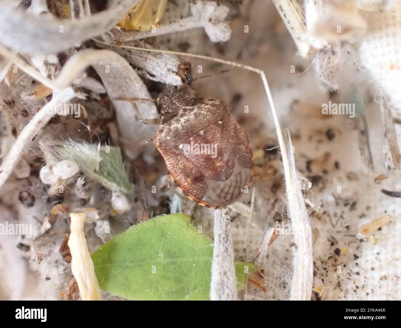 True Bugs (Heteroptera Stock Photo - Alamy