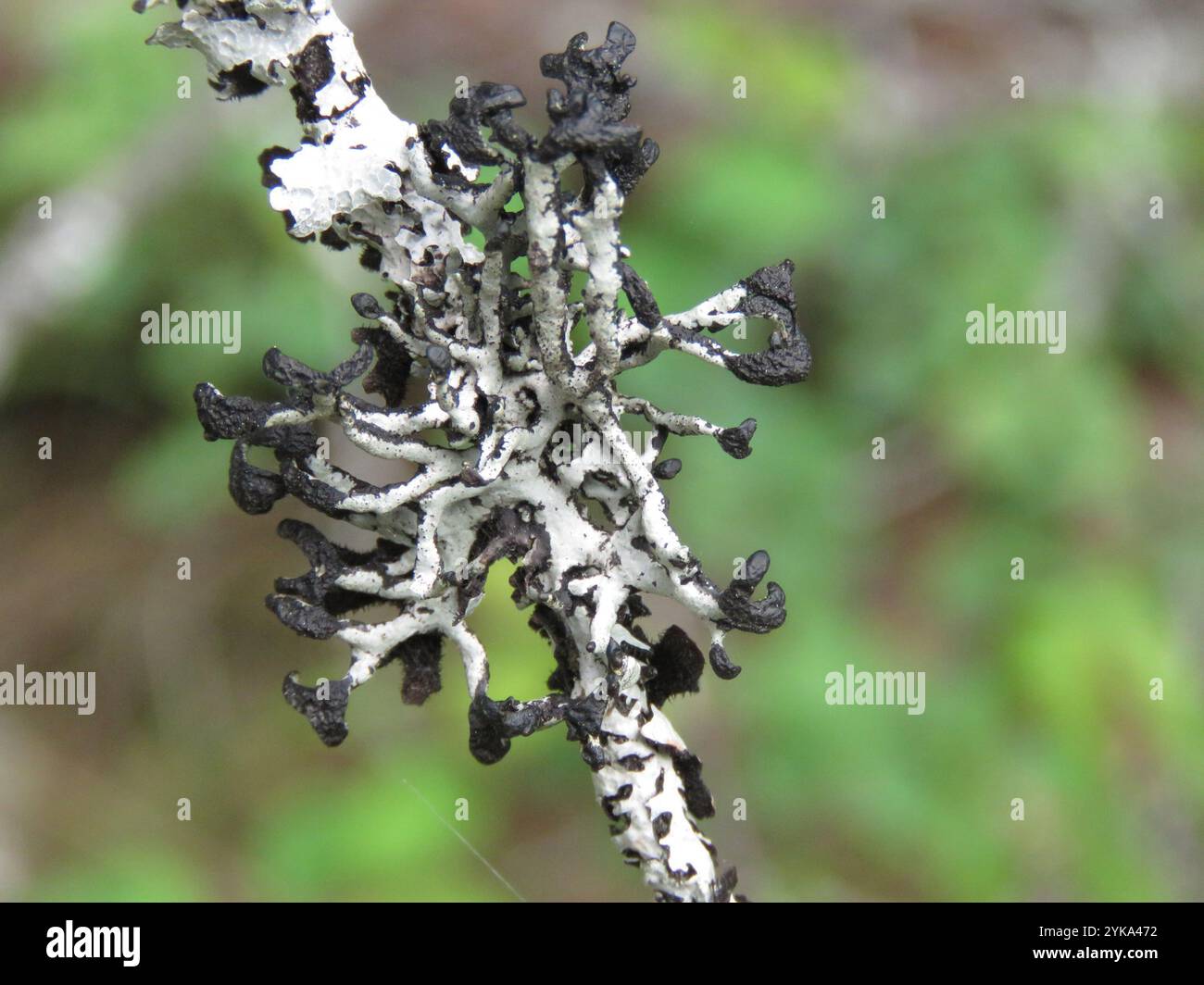 Tube Lichens (Hypogymnia Stock Photo - Alamy
