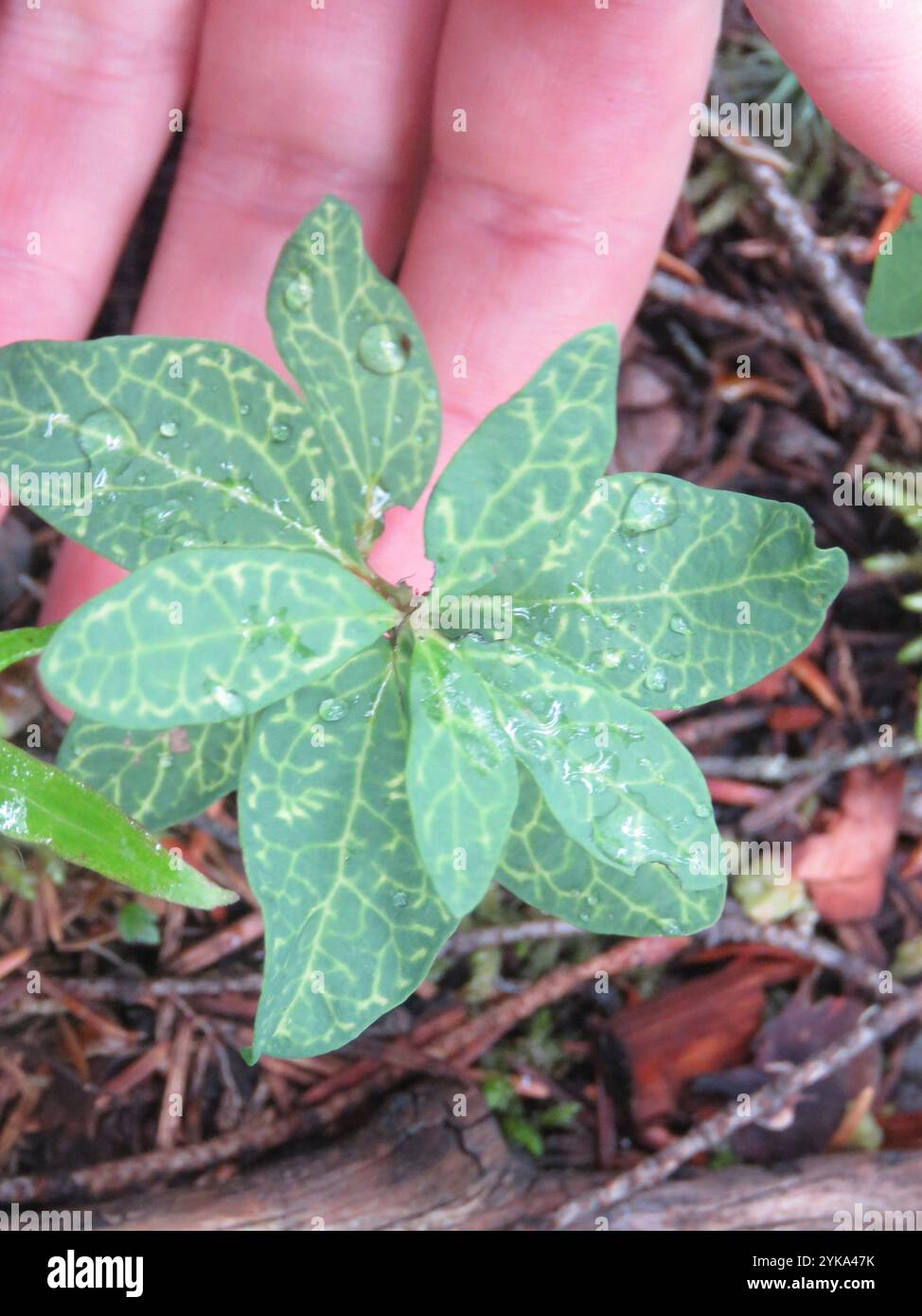 Northern Comandra (Geocaulon lividum Stock Photo - Alamy