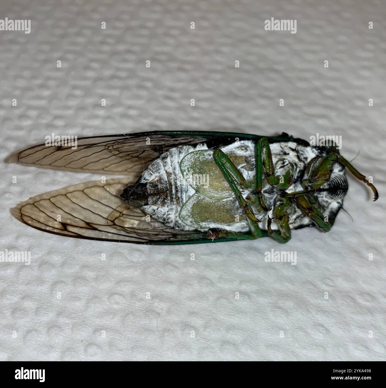 Swamp Cicada (Neotibicen tibicen Stock Photo - Alamy