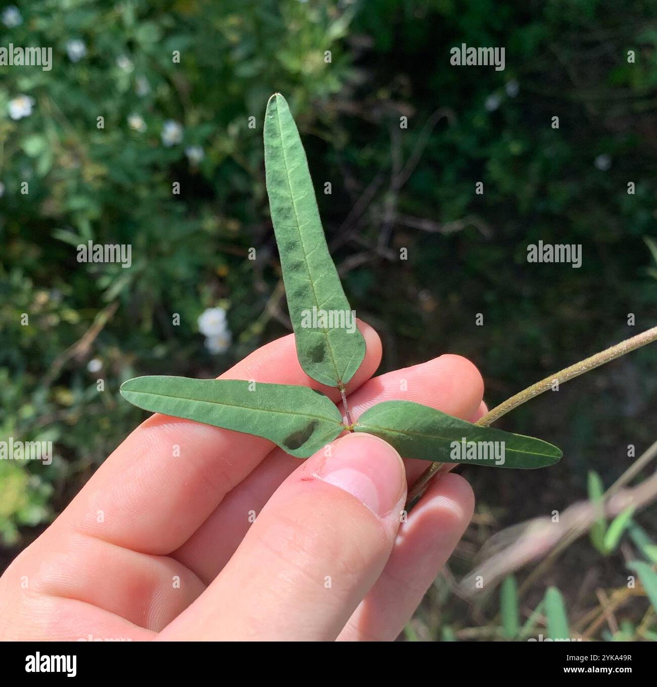 Phasey Bean (Macroptilium lathyroides Stock Photo - Alamy