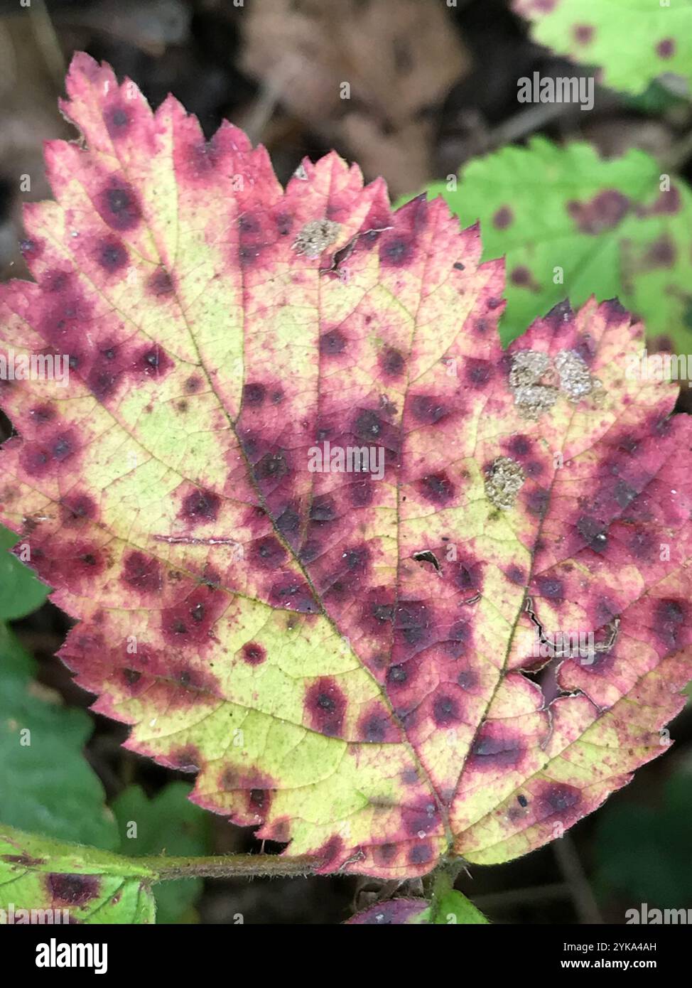 Phragmidium violaceum phragmidium violaceum hi-res stock photography ...
