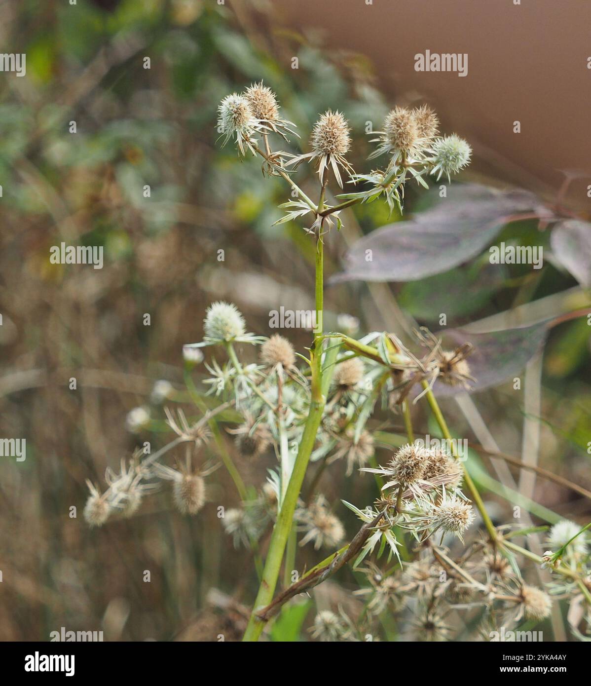 Eryngium aquaticum hi-res stock photography and images - Alamy