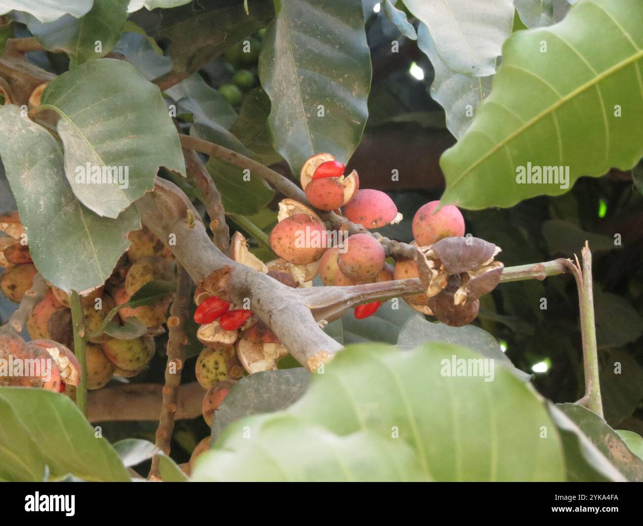 pithraj tree (Aphanamixis polystachya Stock Photo - Alamy