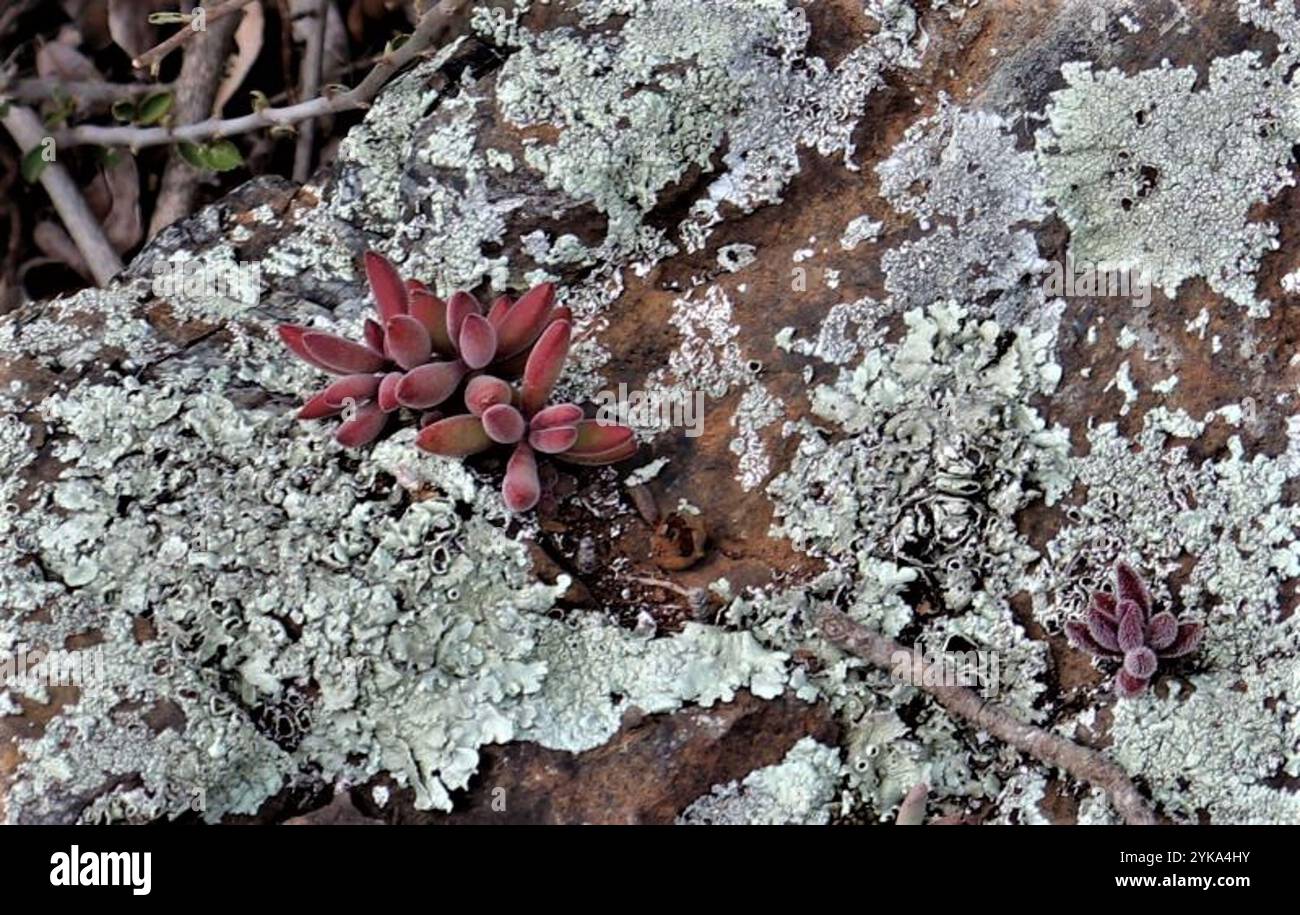 rock shield lichens (Xanthoparmelia Stock Photo - Alamy
