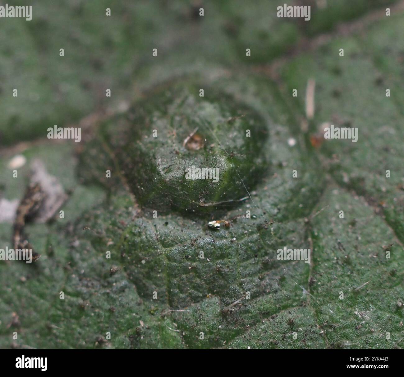 Hackberry Blister Gall Psyllid (Pachypsylla celtidisvesicula Stock ...