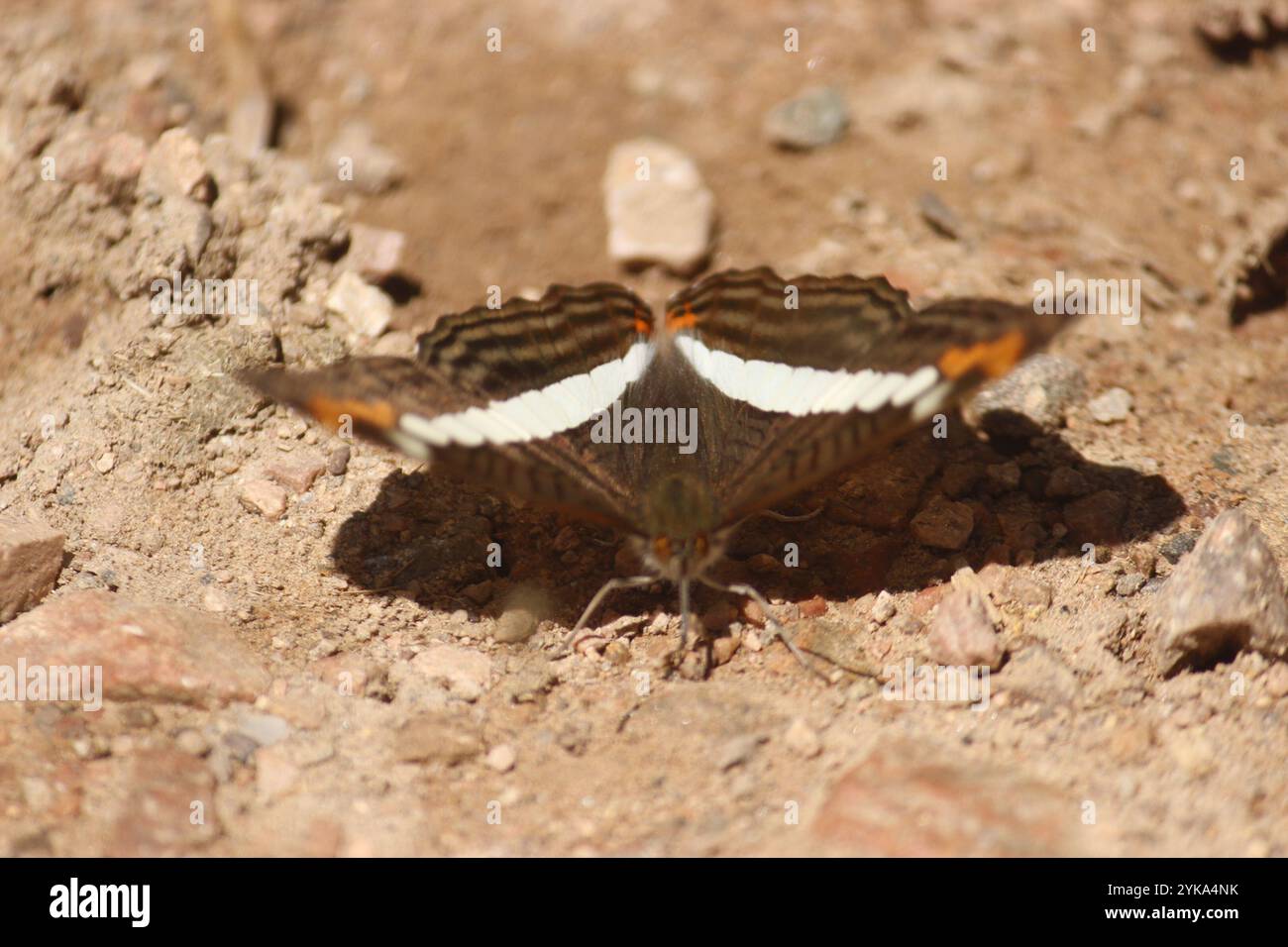 Alala hi-res stock photography and images - Alamy