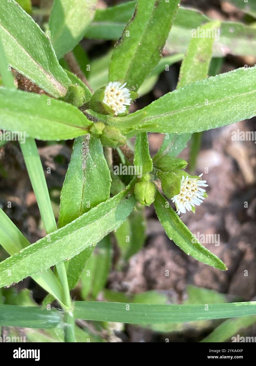 false daisy (Eclipta prostrata Stock Photo - Alamy