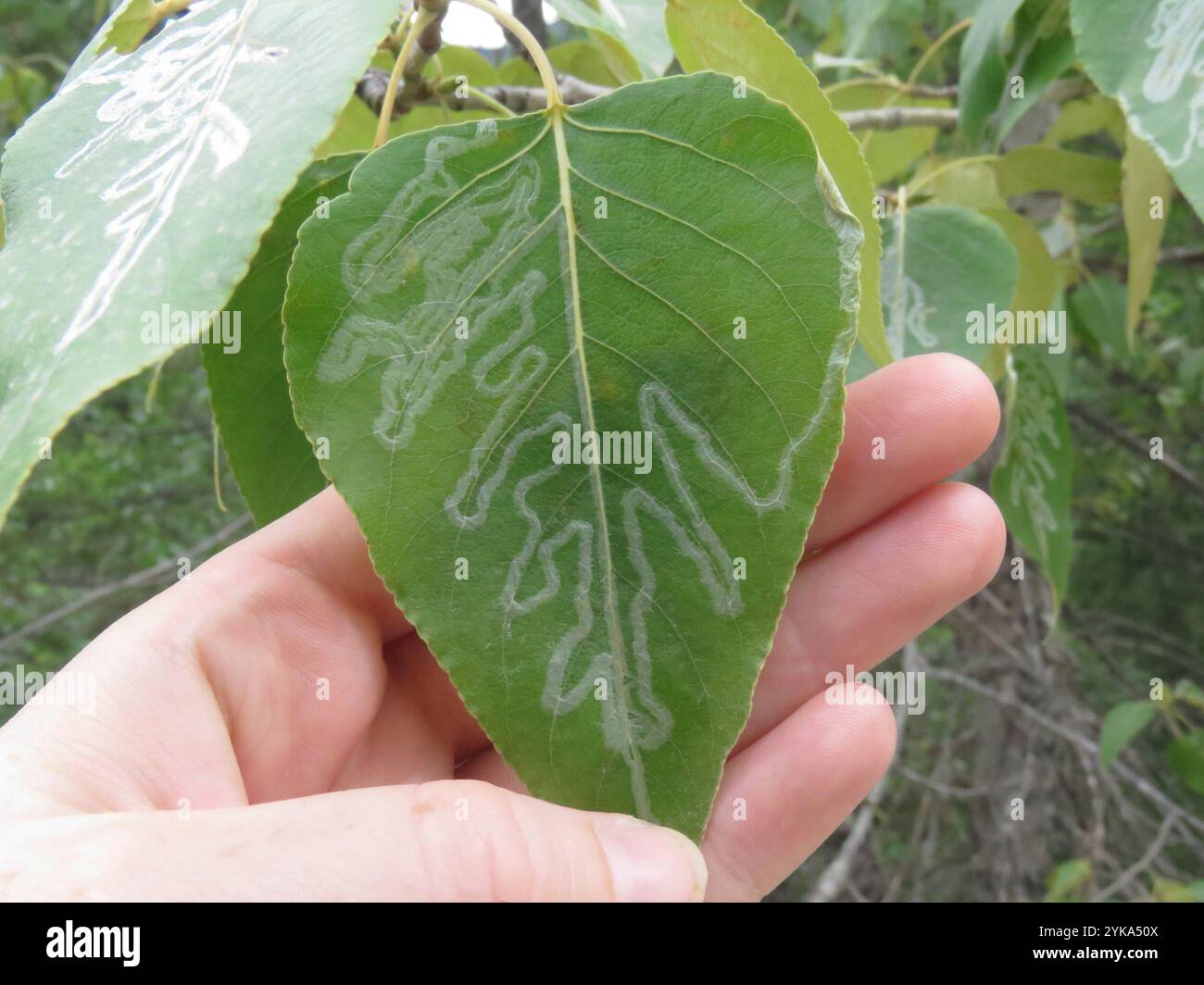 Aspen Serpentine Leafminer Moth (Phyllocnistis populiella Stock Photo ...