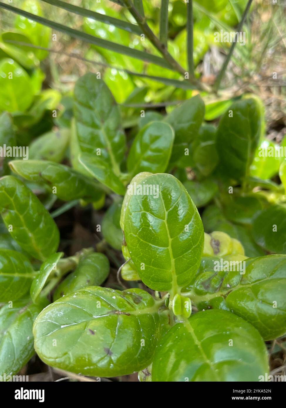 Taupata (Coprosma repens Stock Photo - Alamy