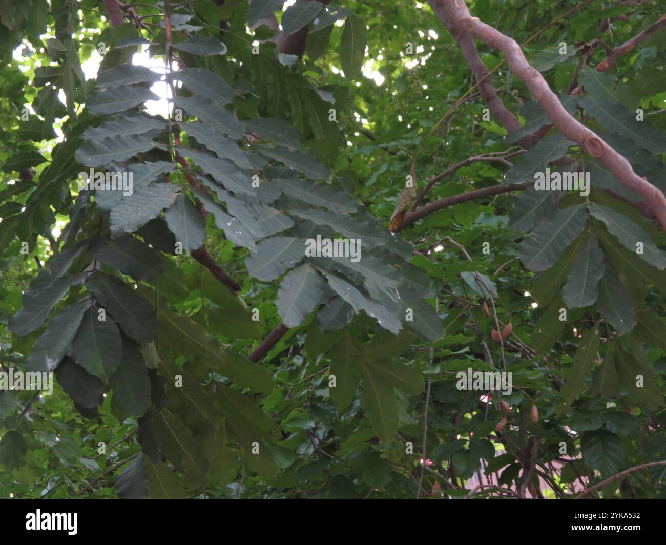 Pithraj tree hi-res stock photography and images - Alamy