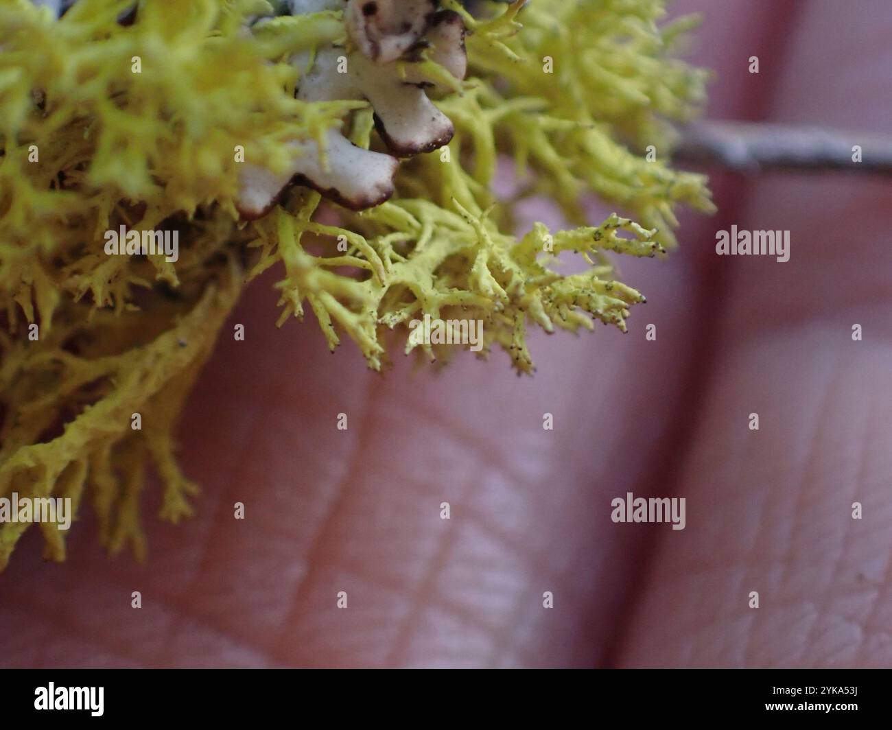 Wolf lichens hi-res stock photography and images - Alamy