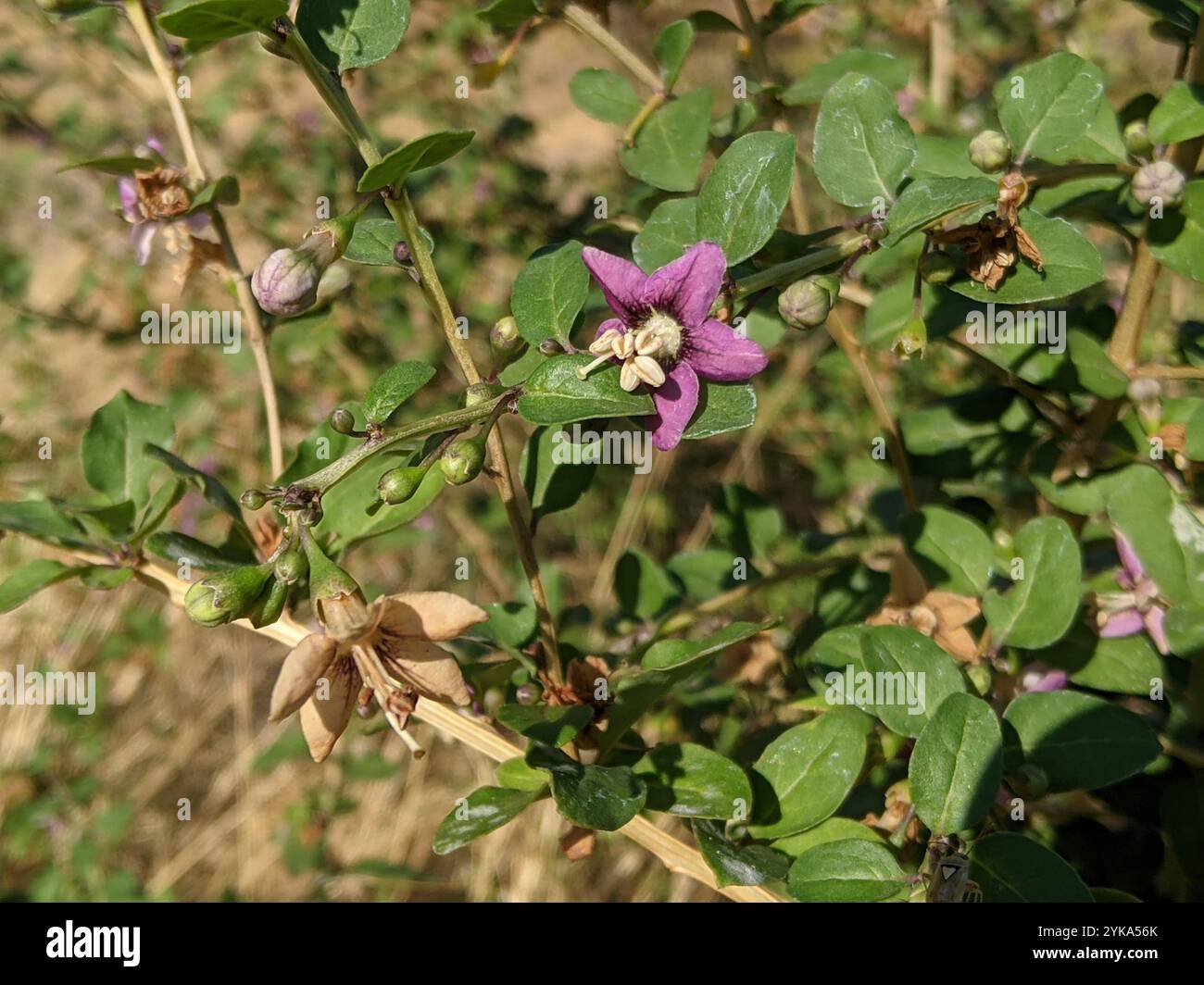 Chinese teaplant (Lycium chinense Stock Photo - Alamy