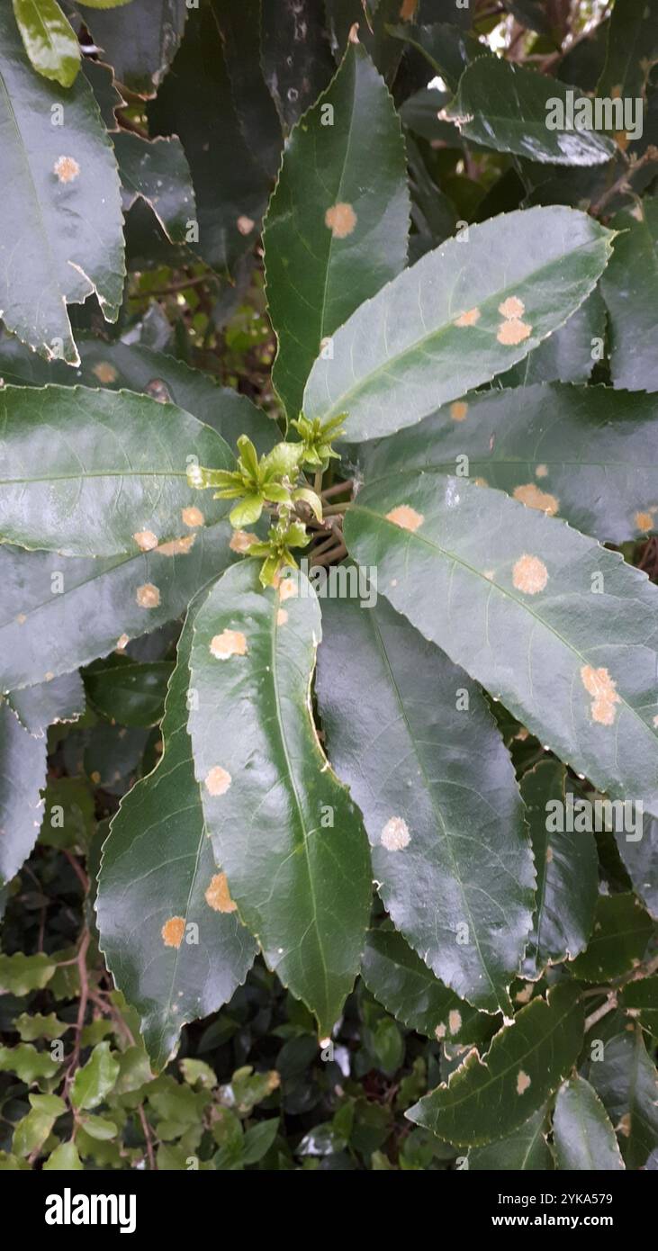 Mahoe Leafspot (Cephaleuros lagerheimii Stock Photo - Alamy