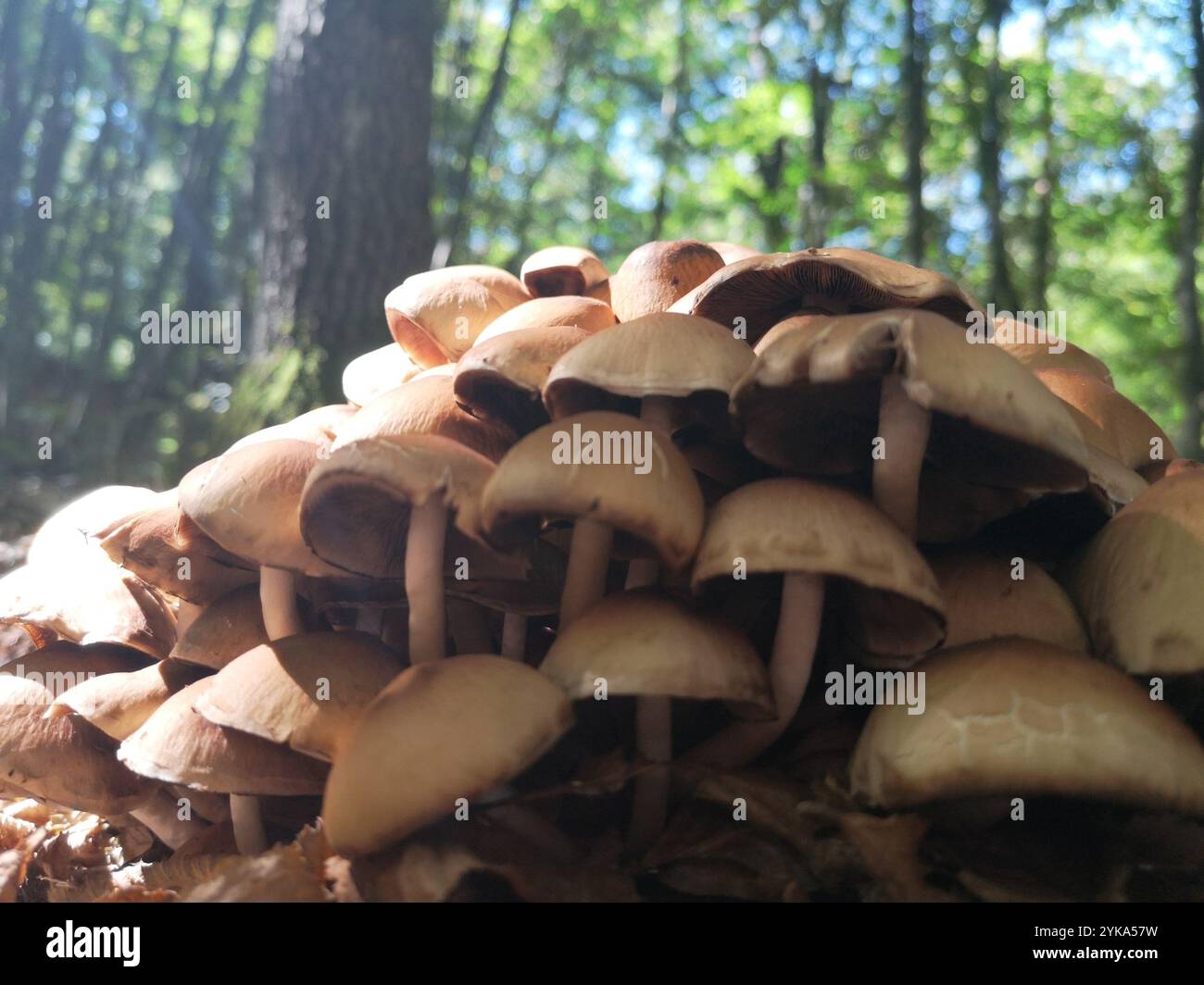Desarmillaria tabescens hi-res stock photography and images - Alamy