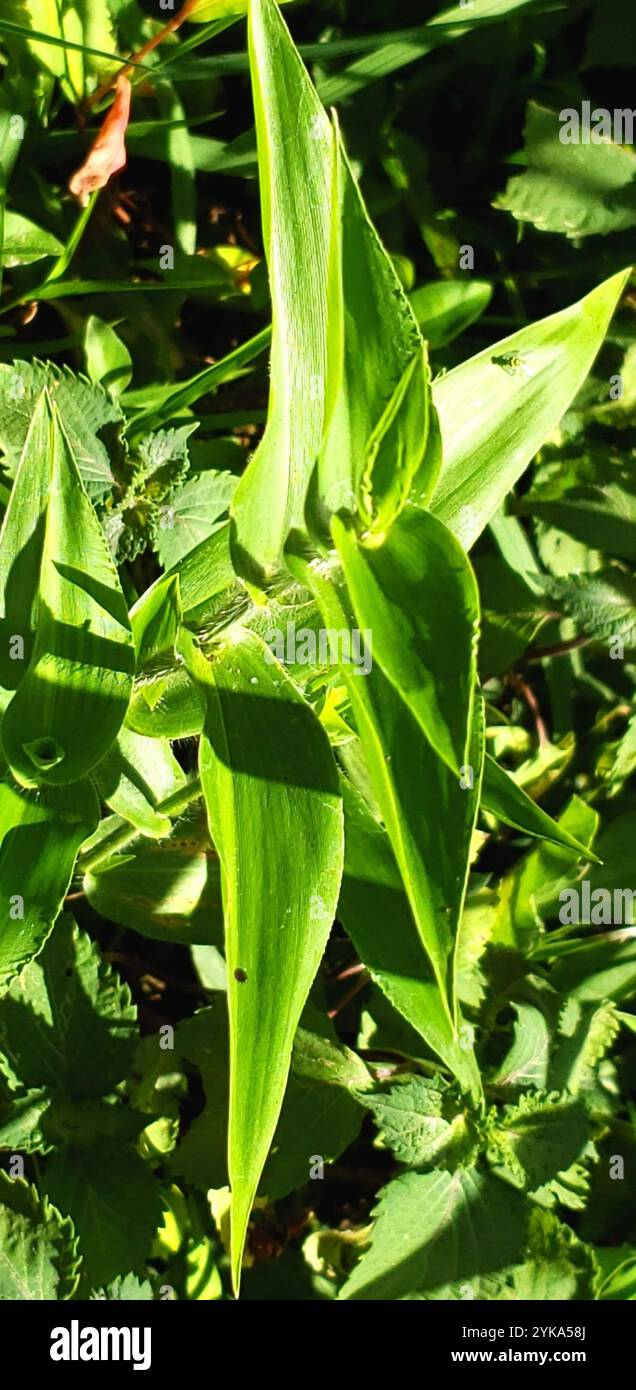 Carpetgrass hi-res stock photography and images - Alamy