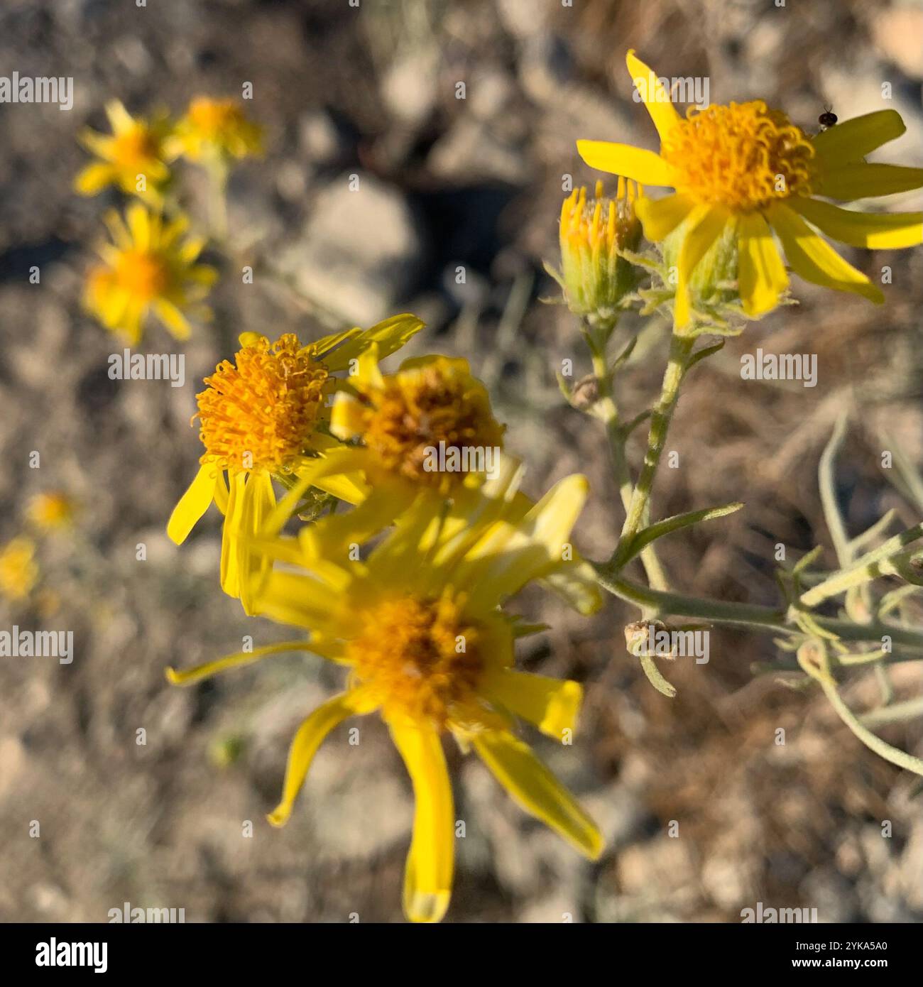 Flaccidus hi-res stock photography and images - Alamy