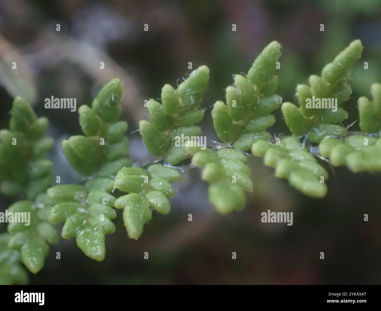 lace lip fern (Myriopteris gracillima Stock Photo - Alamy