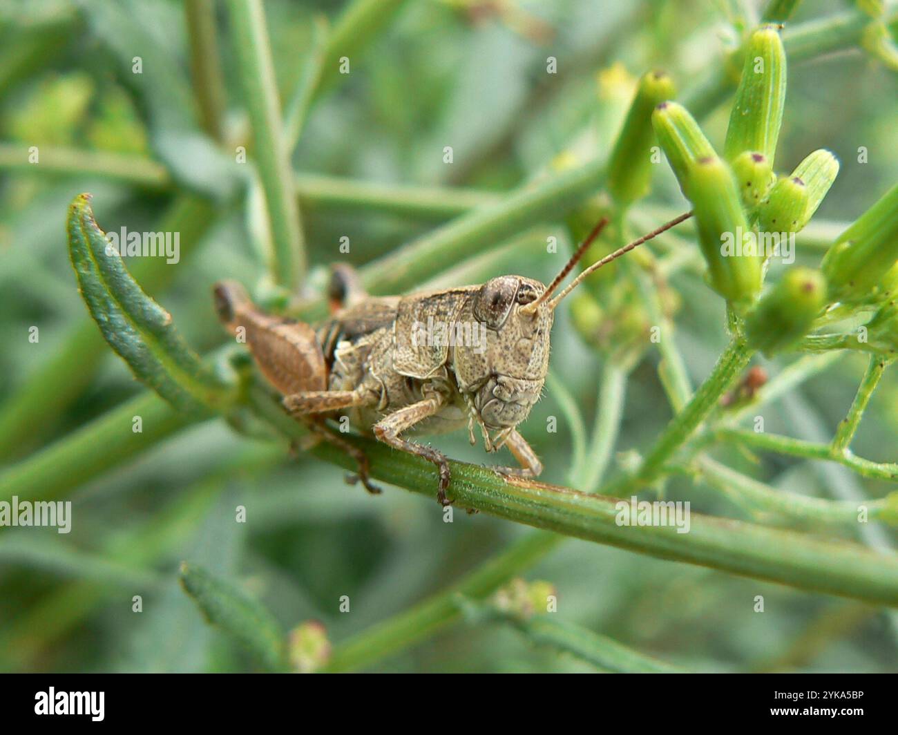 Wingless Grasshopper (Phaulacridium vittatum Stock Photo - Alamy