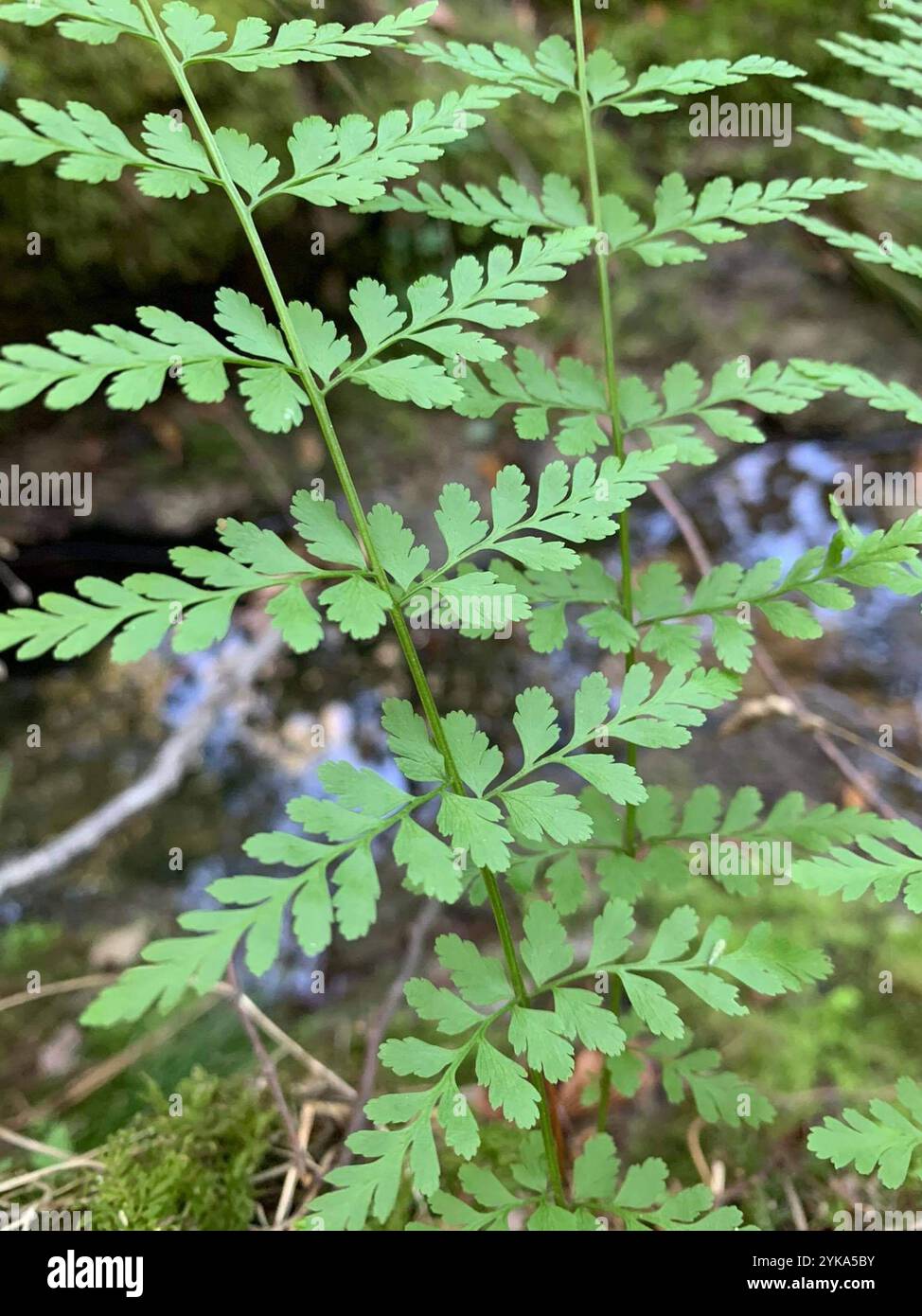 brittle bladderfern (Cystopteris fragilis Stock Photo - Alamy