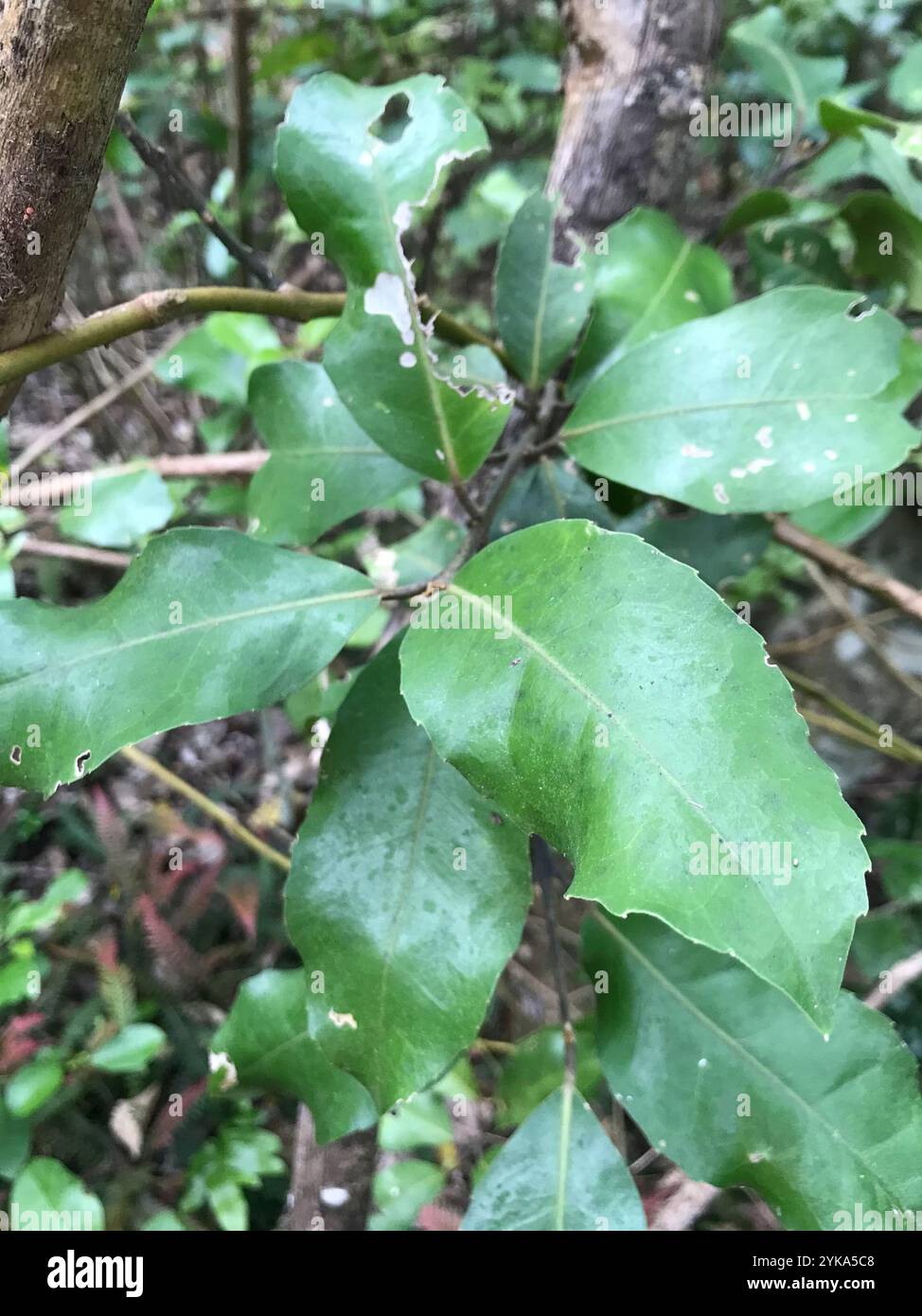 Hedycarya arborea hedycarya arborea hi-res stock photography and images ...