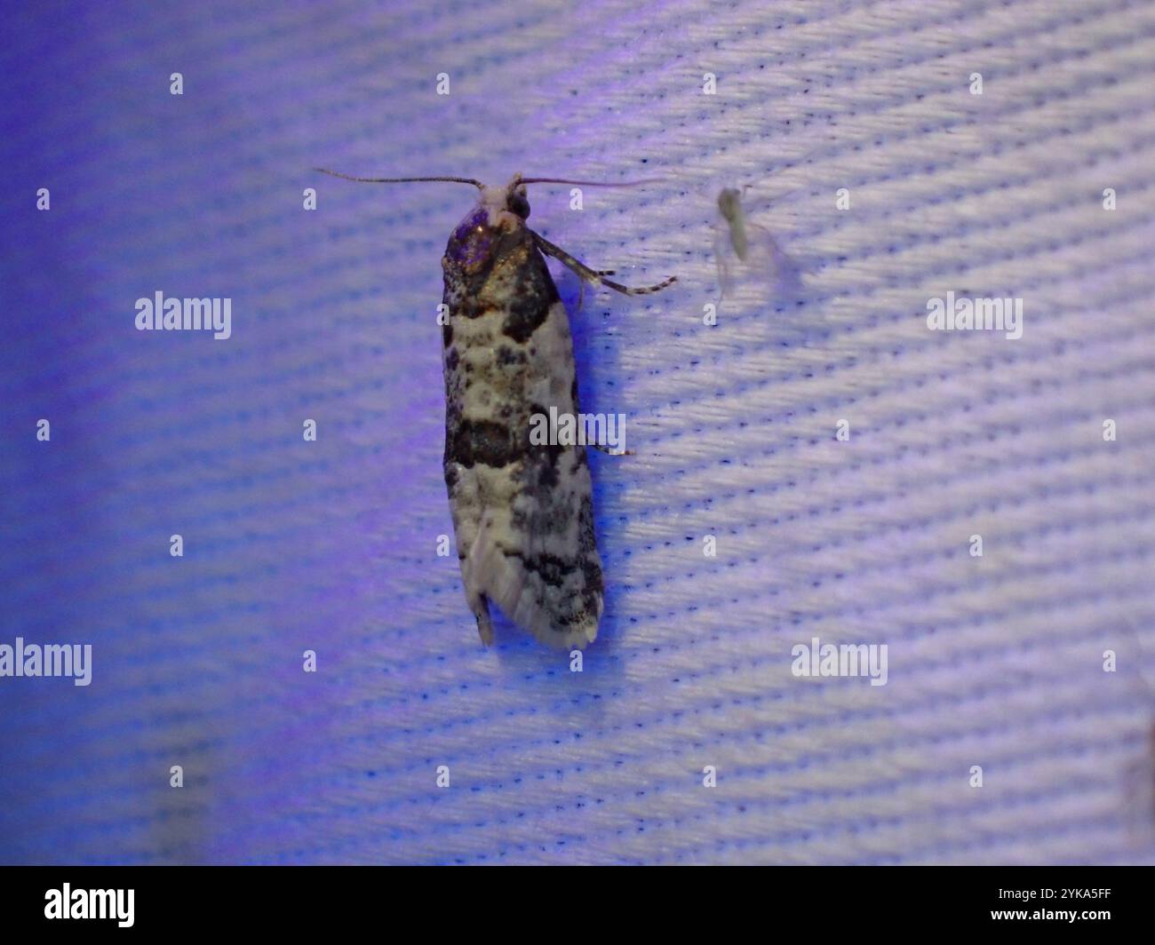 Tortricine Leafroller Moths (Tortricinae Stock Photo - Alamy