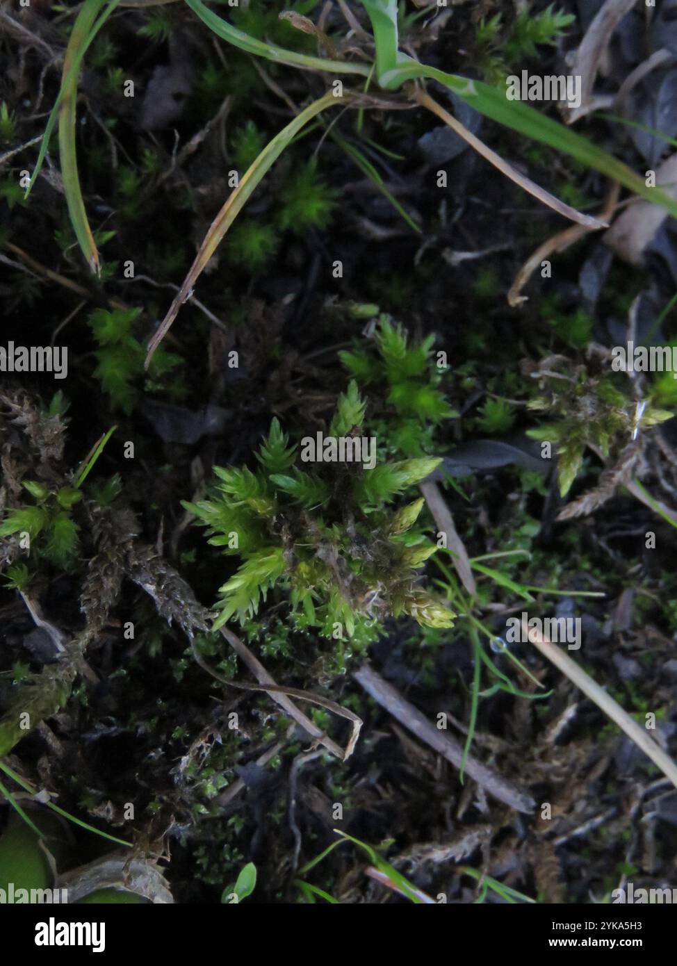 Climacium hi-res stock photography and images - Alamy