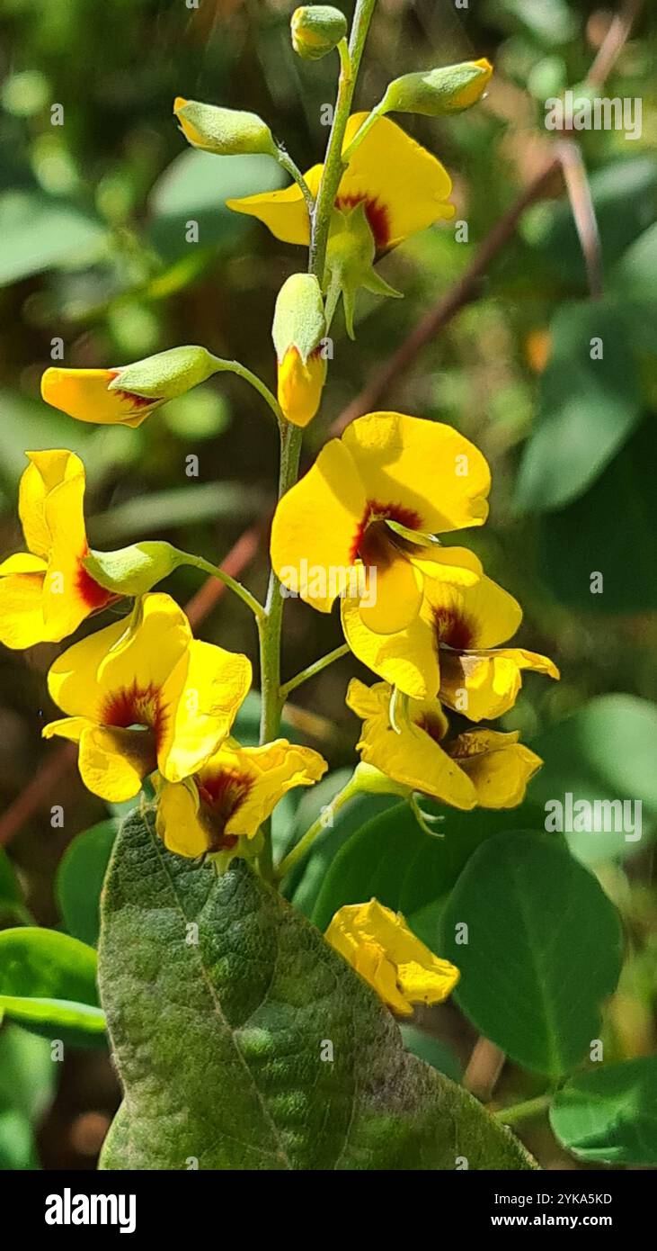 Clover-leaved Poison (Goodia lotifolia Stock Photo - Alamy