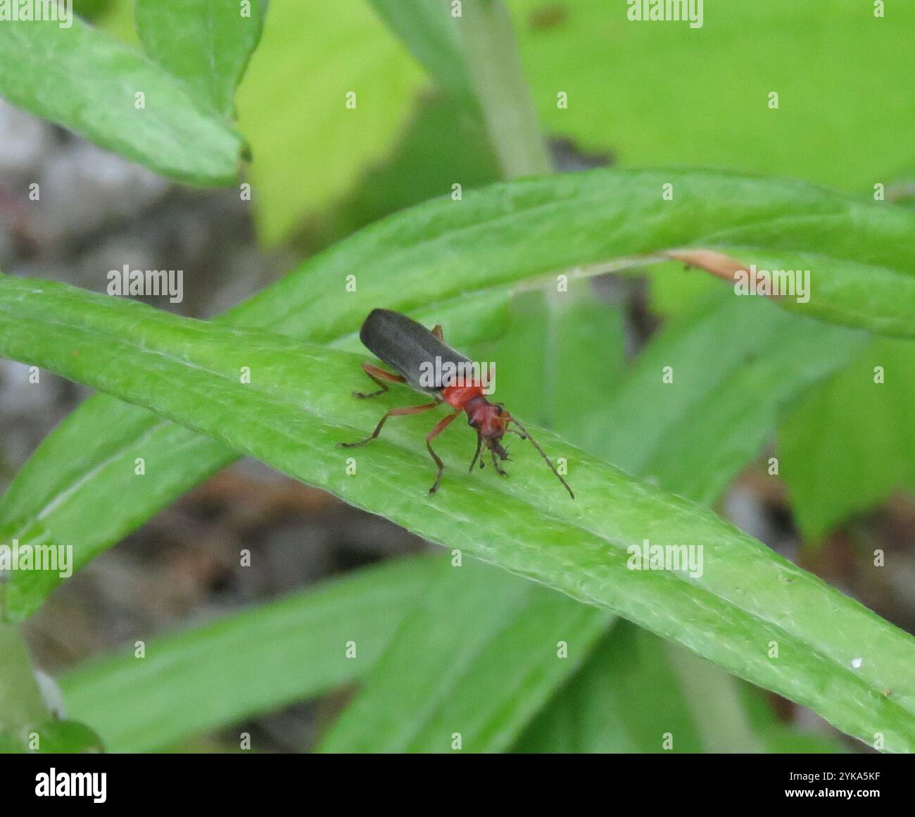 Downy Leather-winged Beetle (Podabrus pruinosus Stock Photo - Alamy