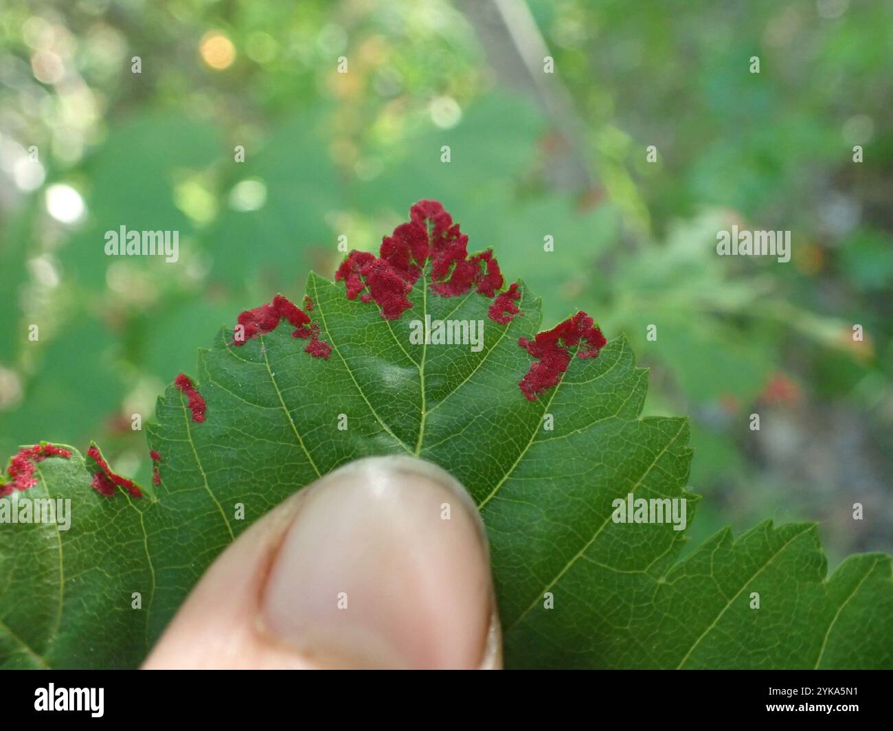 Rocky Mountain Maple Felt Mite (Aceria calaceris Stock Photo - Alamy