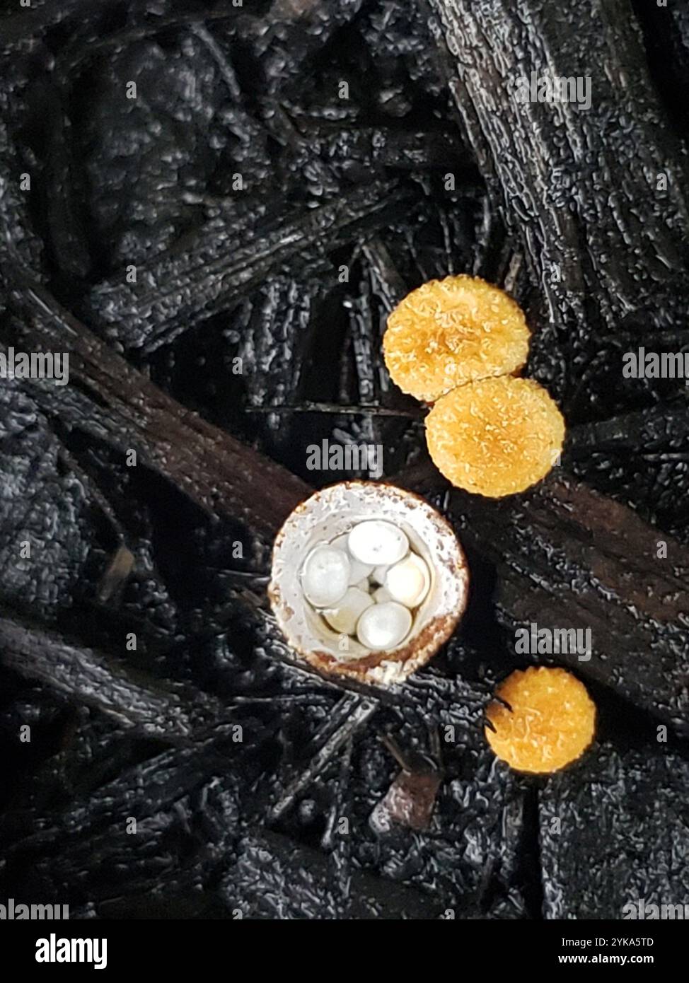 common bird's nest fungus (Crucibulum laeve Stock Photo - Alamy