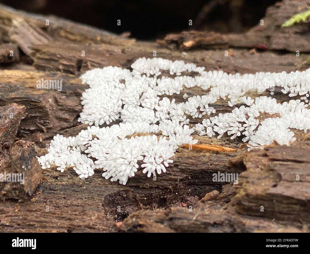 Honeycomb Coral Slime Mold (Ceratiomyxa fruticulosa Stock Photo - Alamy