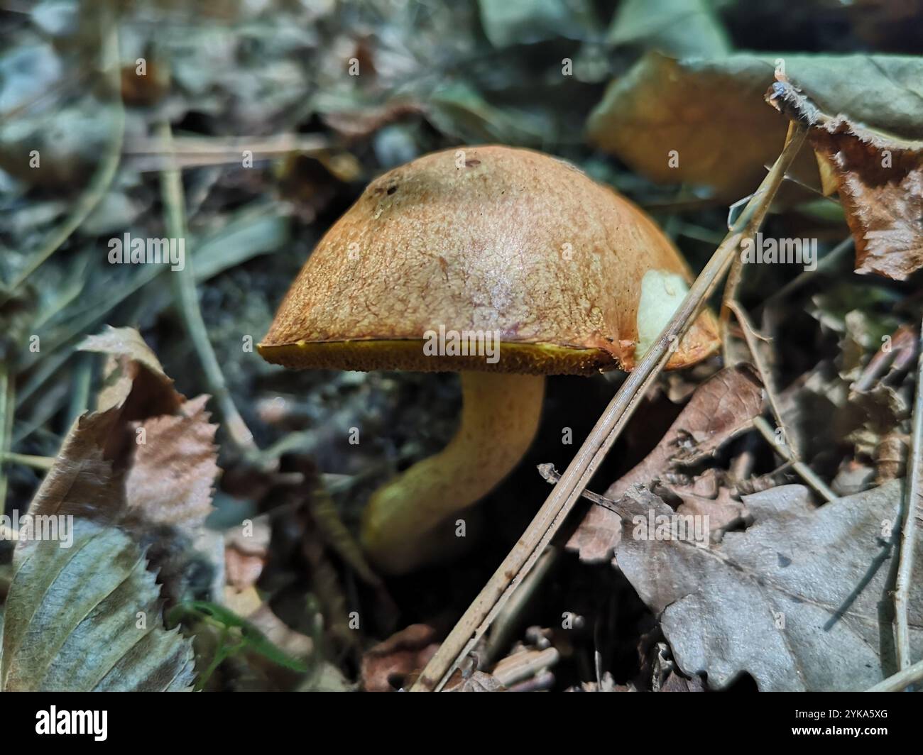 Dotted-stalked Suillus (Suillus granulatus Stock Photo - Alamy