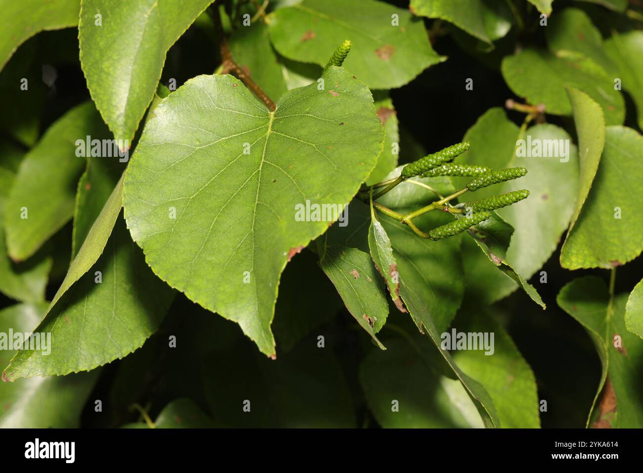 Italian alder (Alnus cordata Stock Photo - Alamy