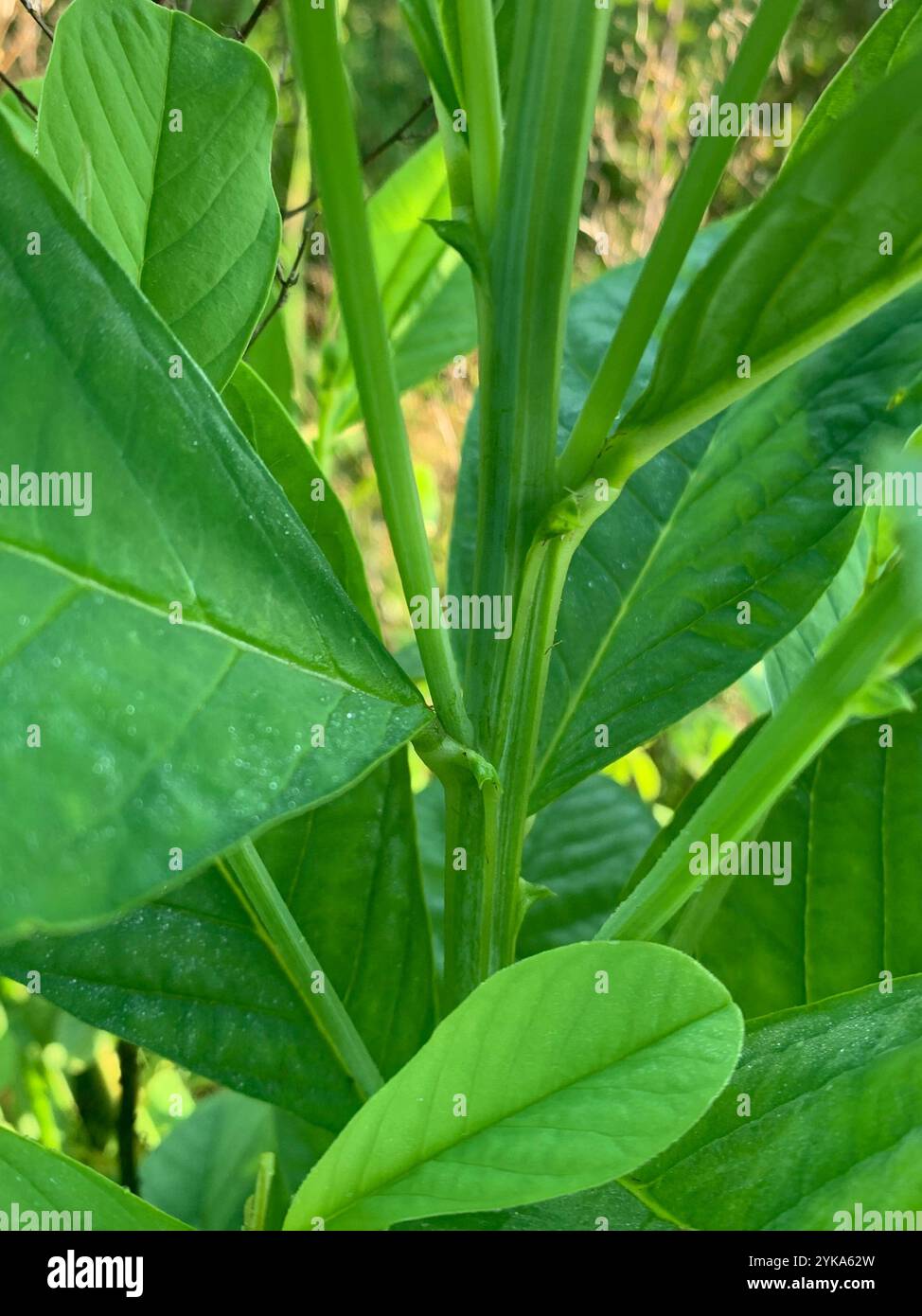 Showy Rattlebox (Crotalaria spectabilis Stock Photo - Alamy