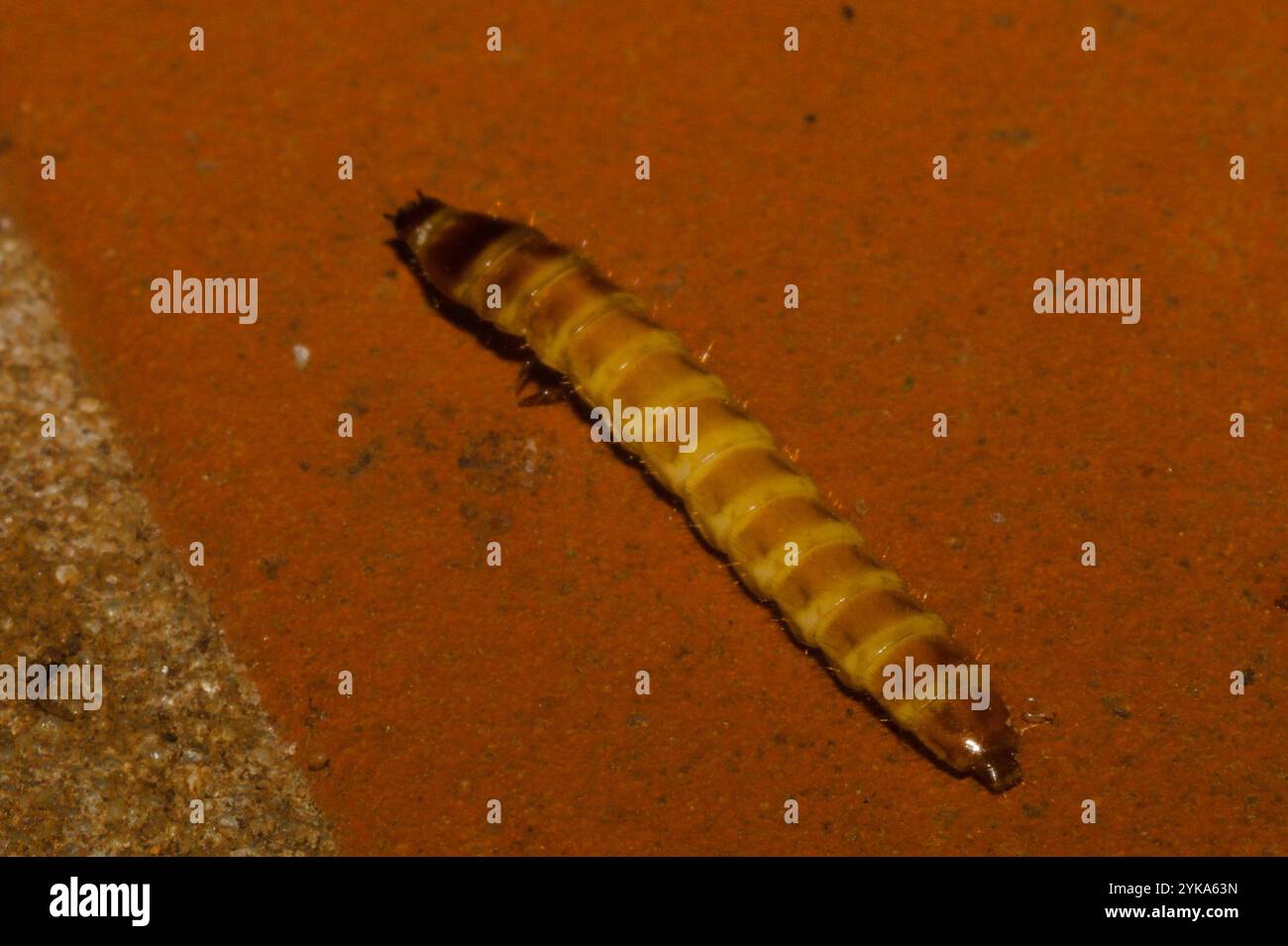 Glowworm Beetles (Phengodidae Stock Photo - Alamy