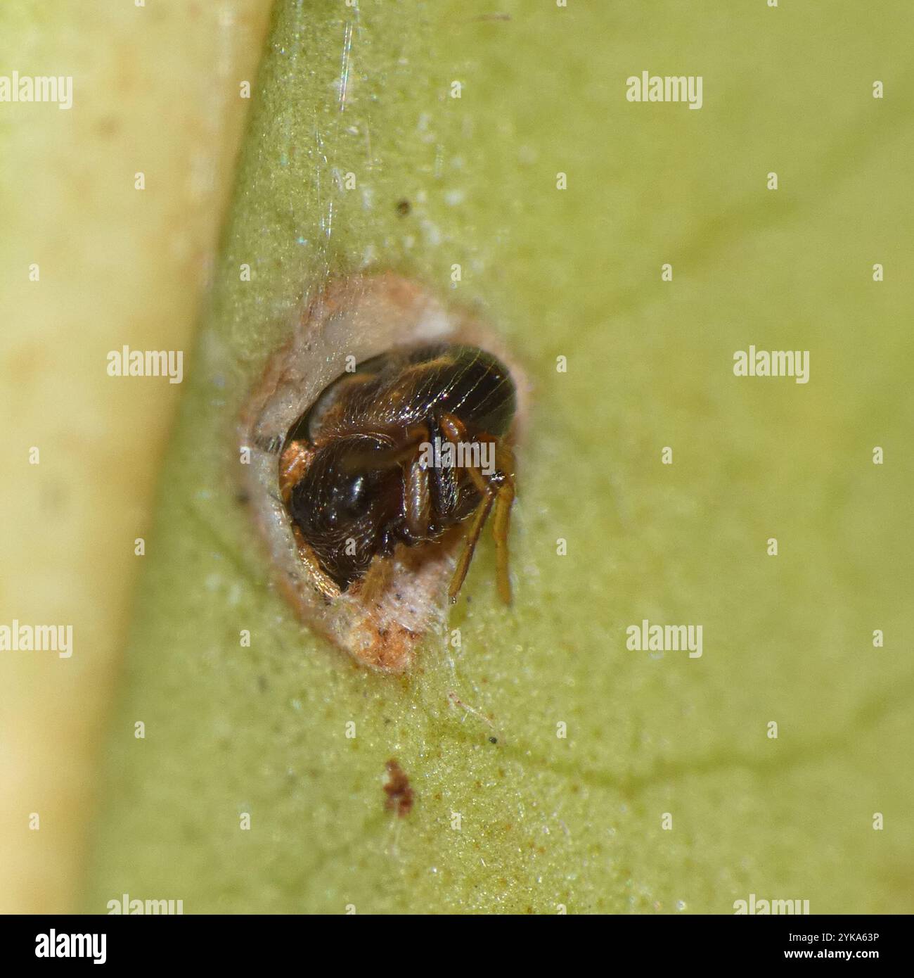 Beetle crab spiders (Mystaria Stock Photo - Alamy