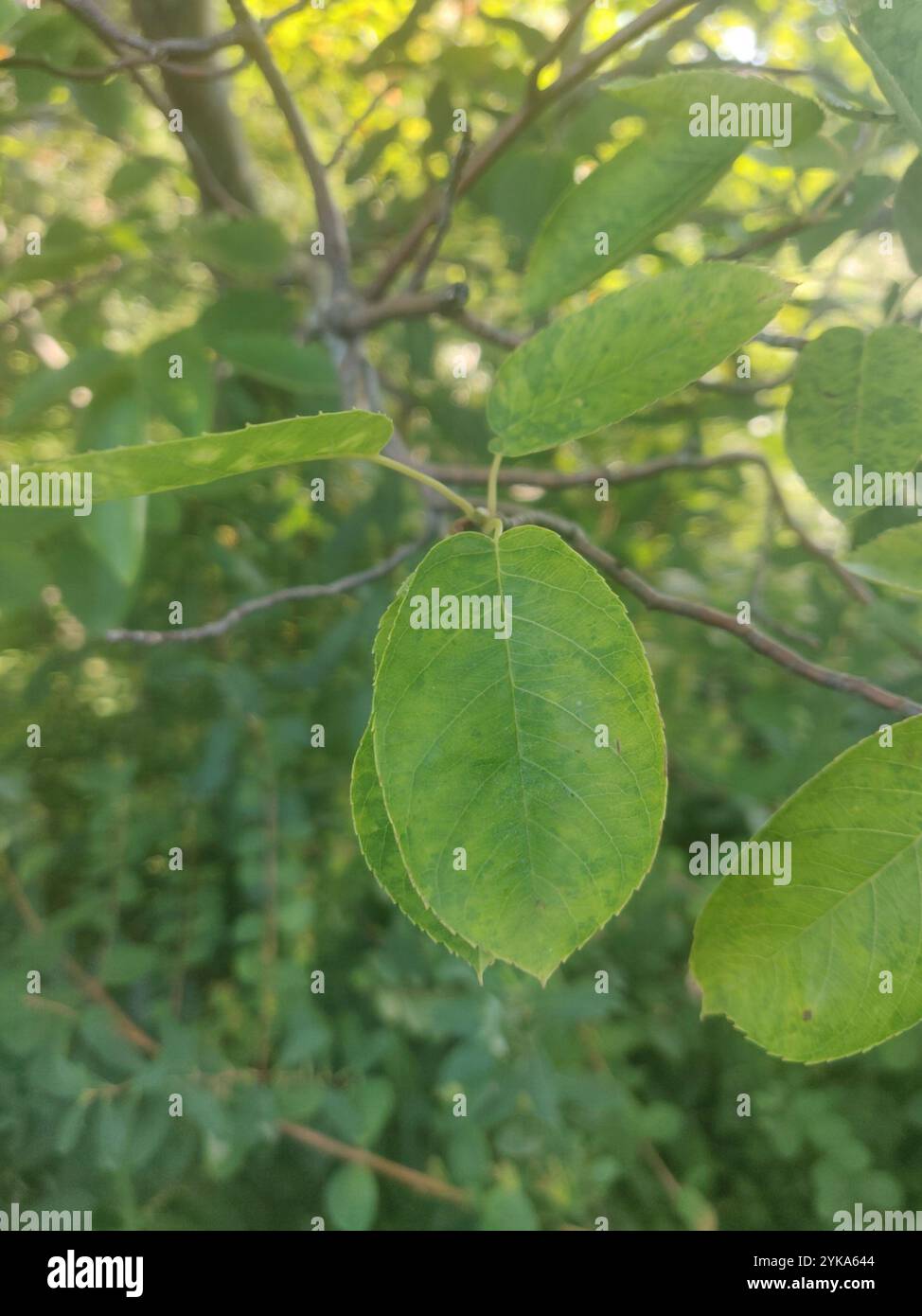 Dwarf Serviceberry (Amelanchier × spicata Stock Photo - Alamy