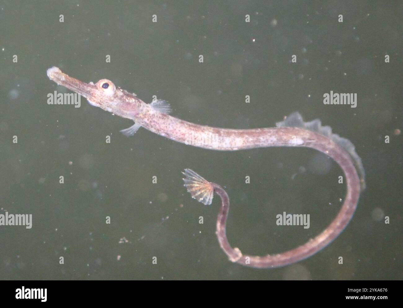 Lesser Pipefish (Syngnathus rostellatus Stock Photo - Alamy
