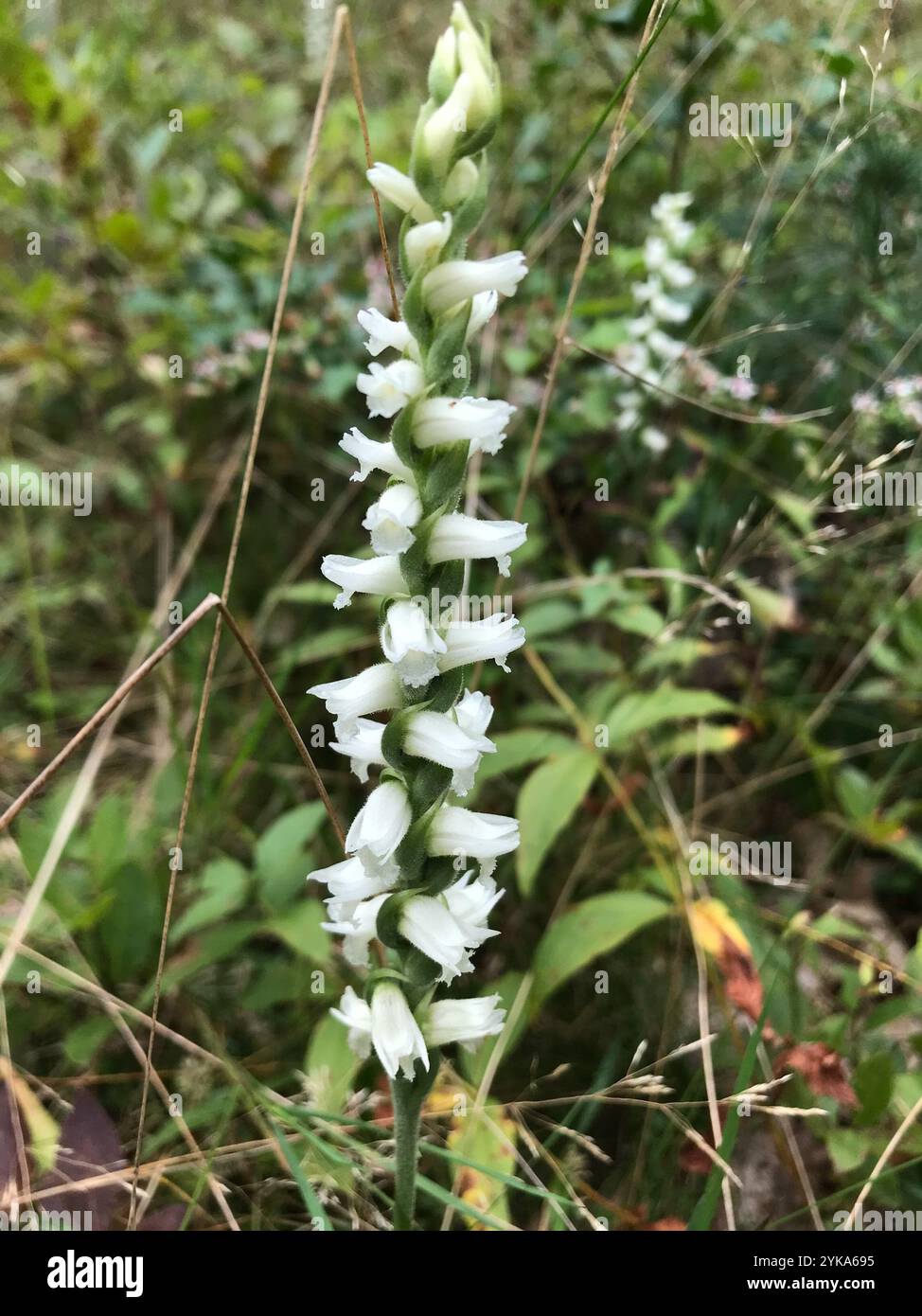 nodding ladies’ tresses (Spiranthes cernua Stock Photo - Alamy