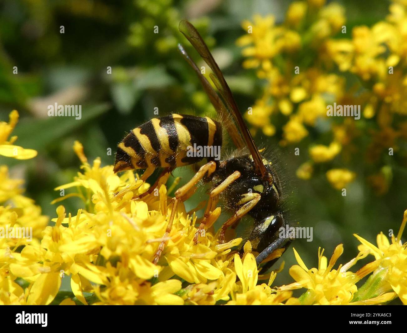Alaska Yellowjacket (Vespula alascensis Stock Photo - Alamy