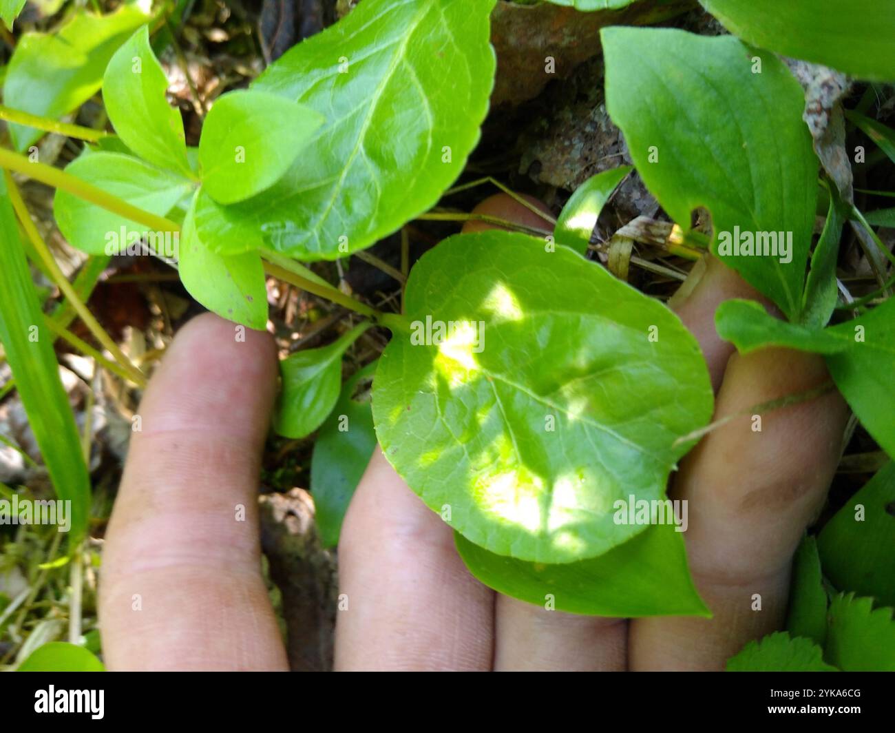 Pyrola elliptica hi-res stock photography and images - Alamy