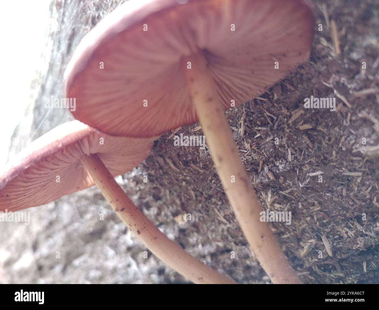 purple-edge bonnet (Mycena purpureofusca Stock Photo - Alamy