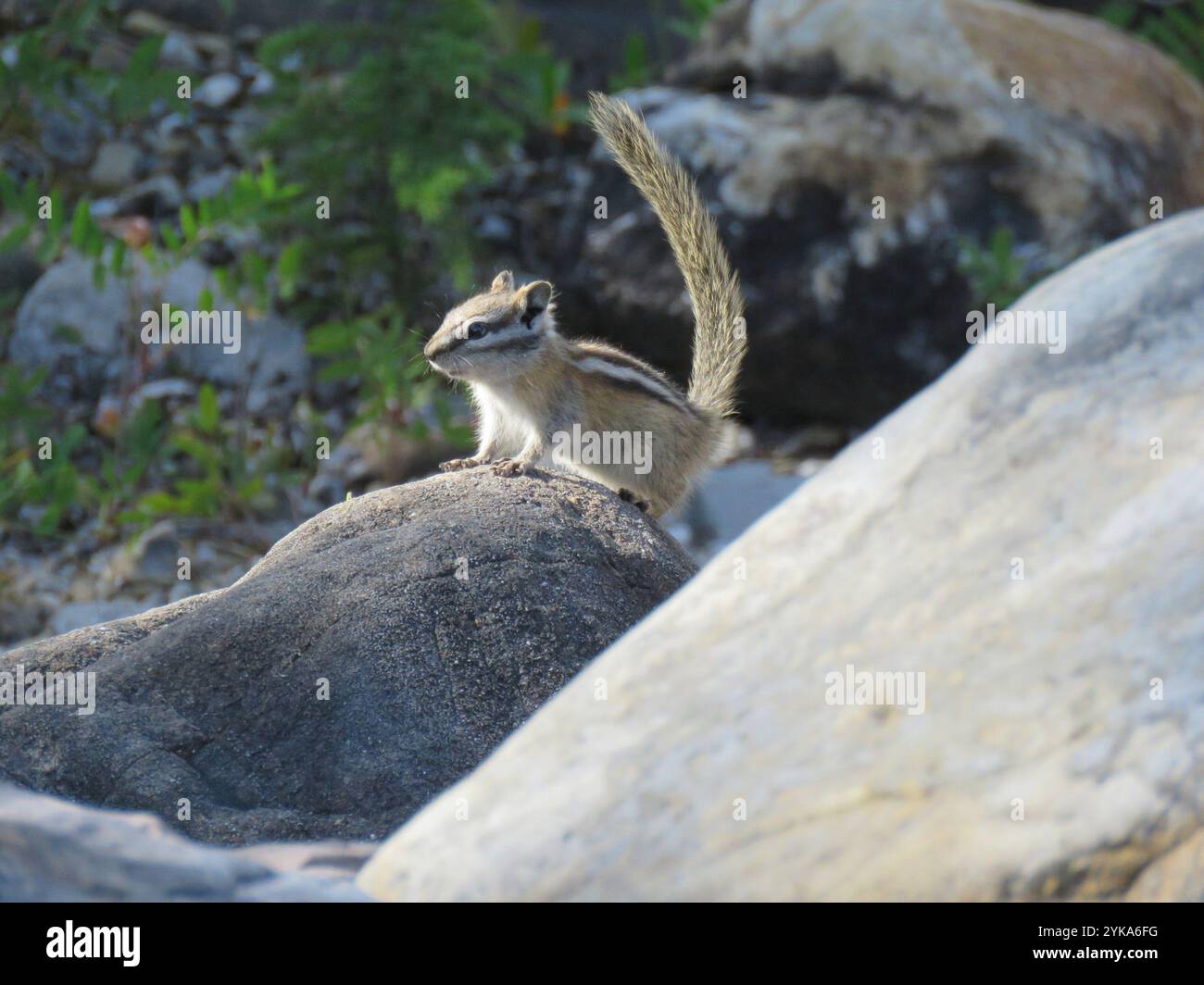 Least Chipmunk (Neotamias minimus Stock Photo - Alamy