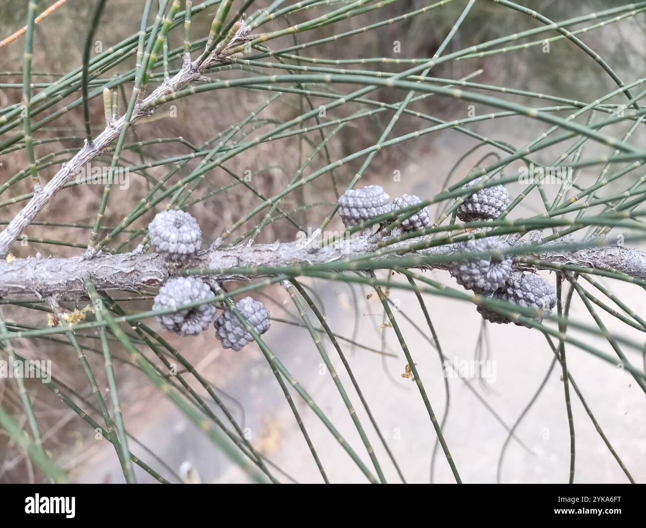 Sheoaks hi-res stock photography and images - Alamy