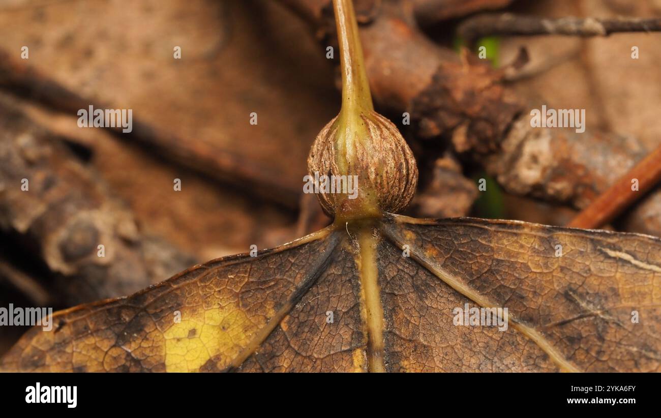 Aspen Petiole Gall Moth (Ectoedemia populella Stock Photo - Alamy