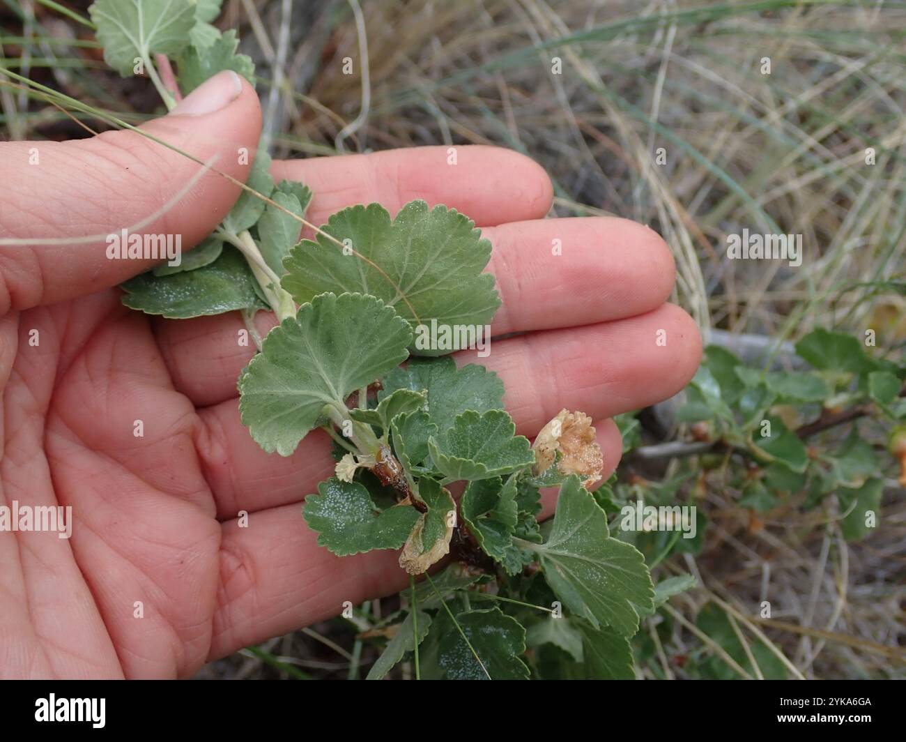 wax currant (Ribes cereum Stock Photo - Alamy