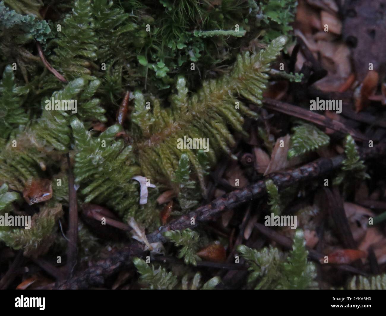 Ostrich-plume Moss (Ptilium crista-castrensis Stock Photo - Alamy
