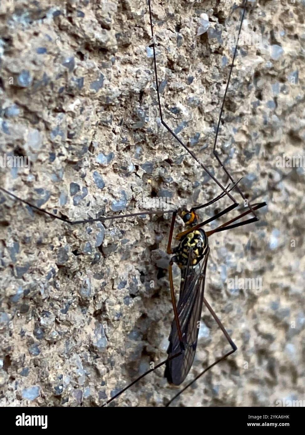 Nephrotoma pratensis hi-res stock photography and images - Alamy